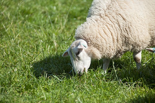 3 viktige parasitter på sau – symptom og behandling